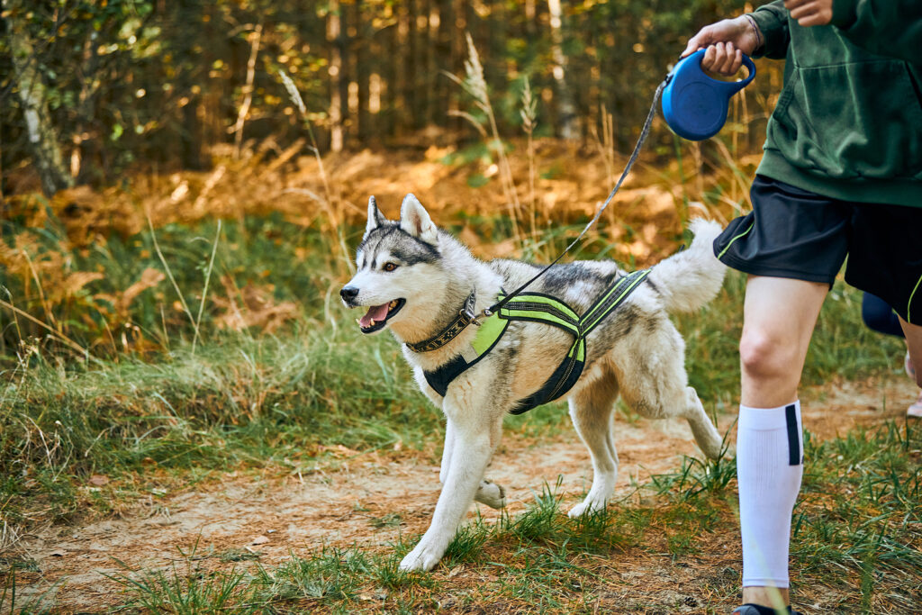 6 Exercise Accessories for Your Dog