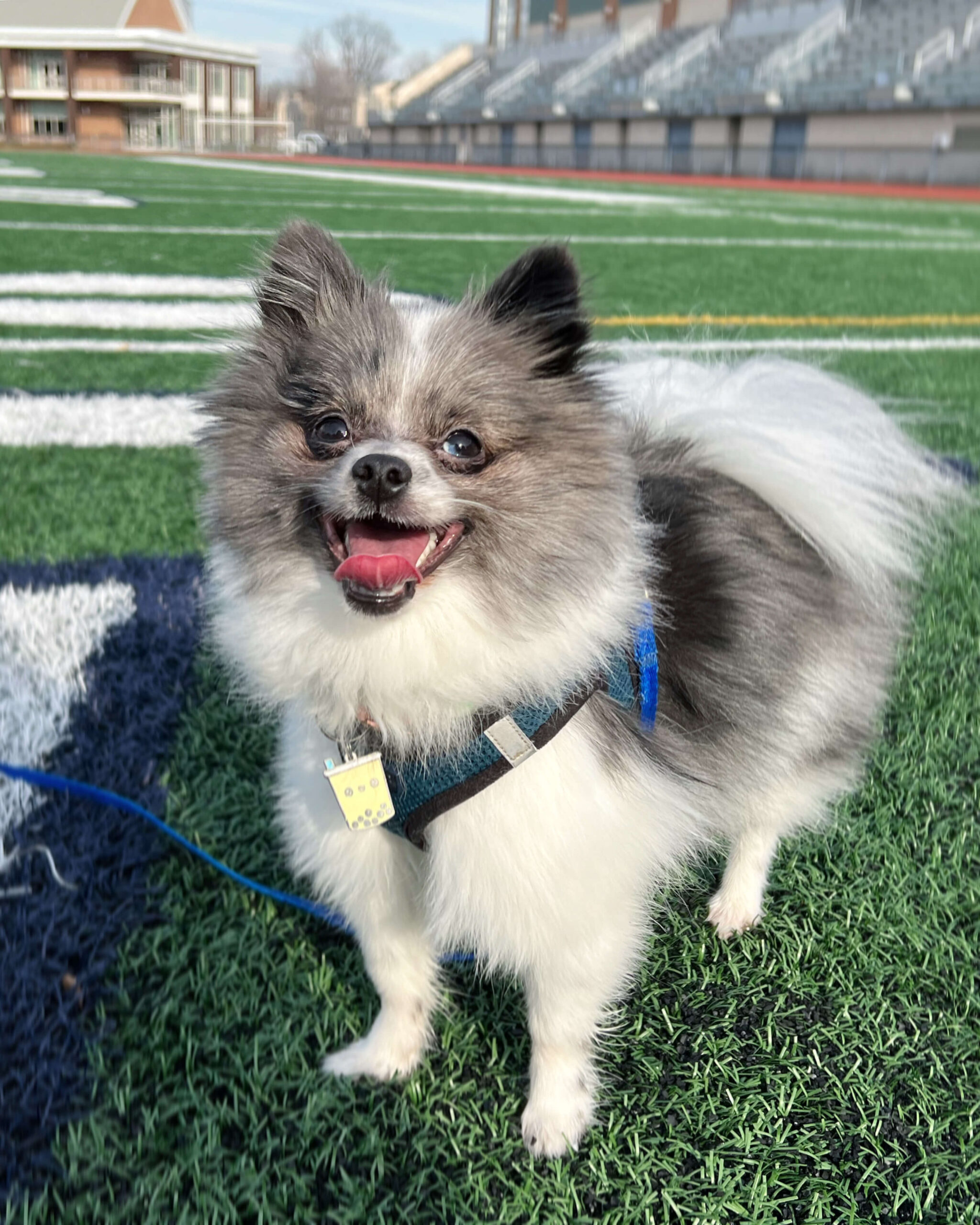 PetFitness Dog of the Month: Remi - | PetFitness Blog