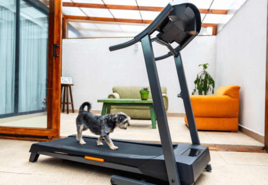 How to Get Your Dog to Enjoy Treadmill Workouts - PetFitness Blog – Pet Exercise, Workouts ...