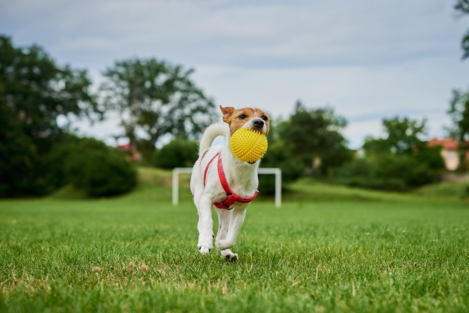 Why Different Dog Breeds Have Different Exercise Needs | PetFitness Blog