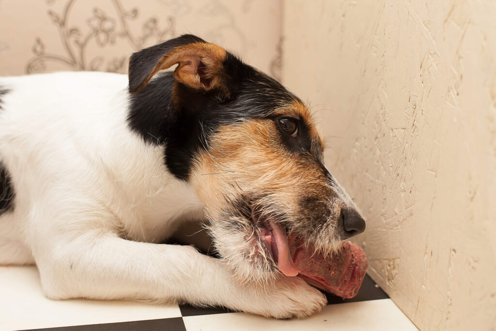 Top 5 Healthy Foods for Dogs | PetFitness Blog