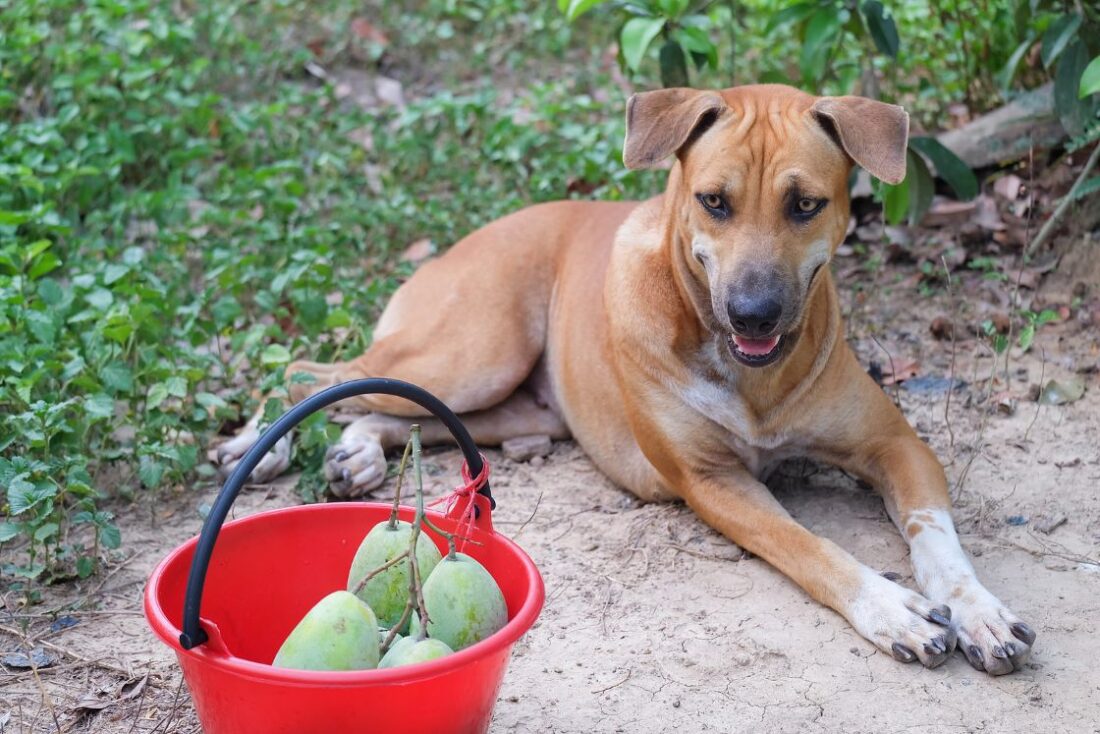 Can Dogs Eat Mango? - PetFitness Blog