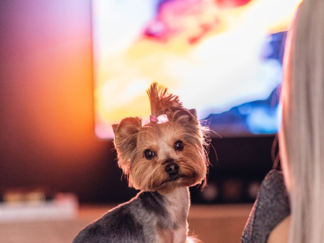Do Dogs Watch TV? - PetFitness Blog