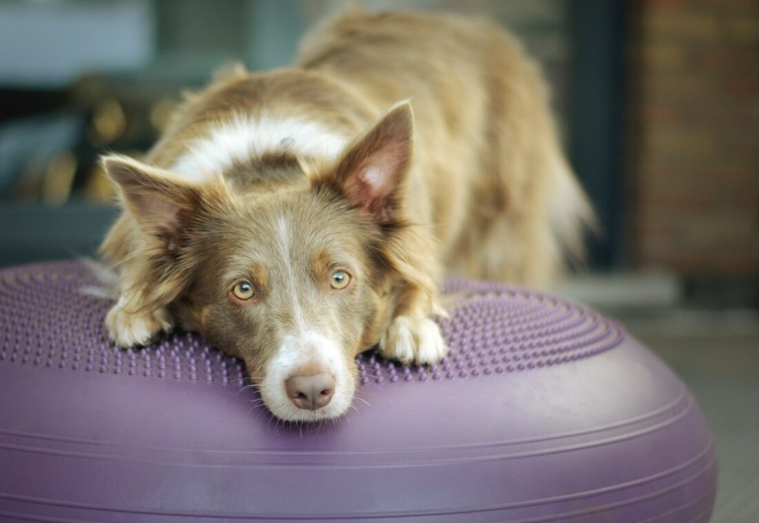 5 Best Ways to Improve Dog's Balance - PetFitness Blog