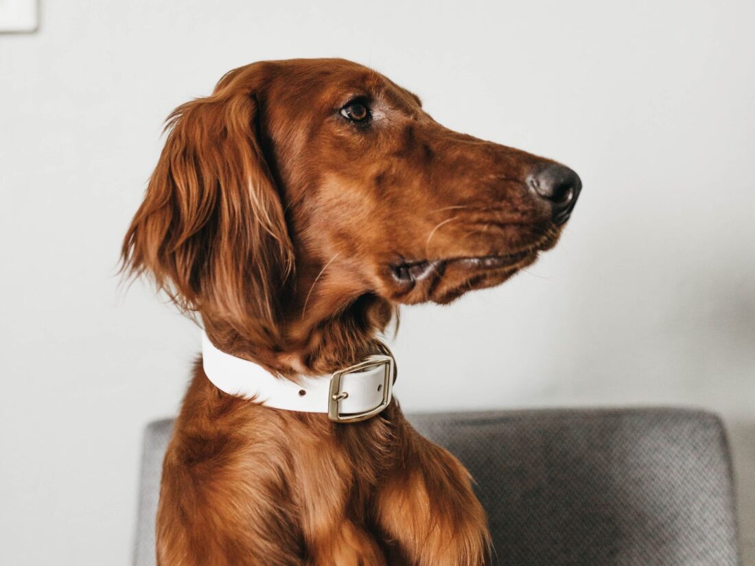 Dog Body Language Explained - PetFitness Blog