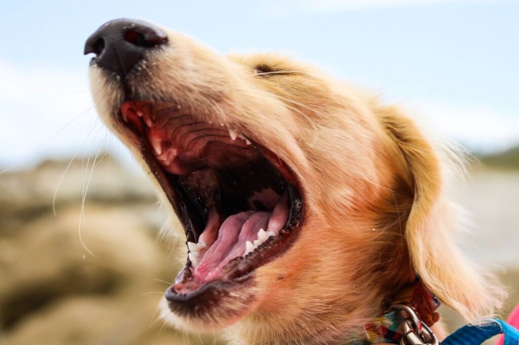 Dog Noises and Sounds Explained - PetFitness Blog