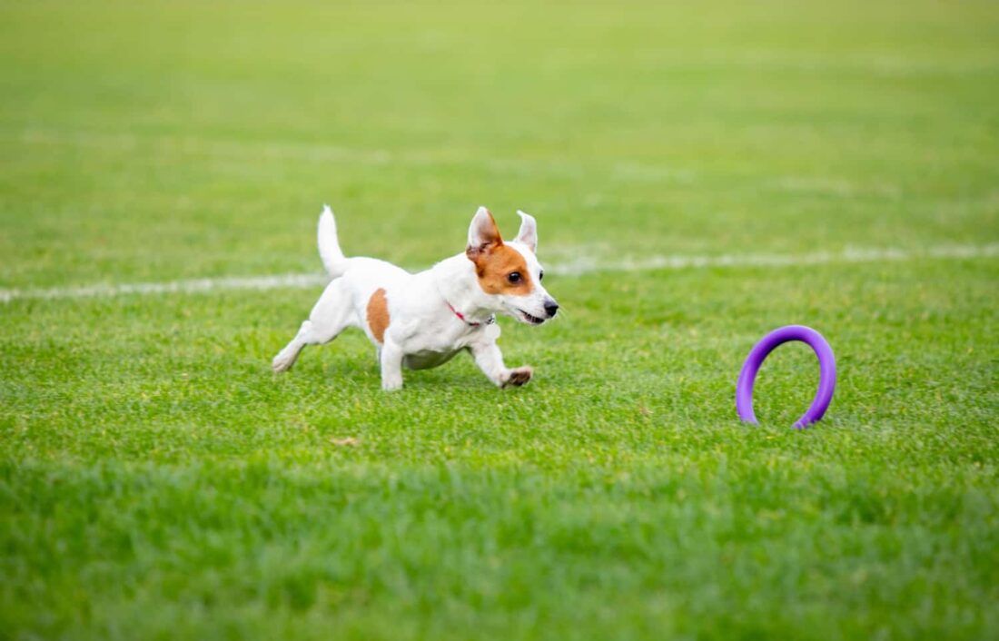 10 Essential Exercises to Keep Your Dog Fit and Fabulous! - PetFitness Blog – Pet Exercise ...