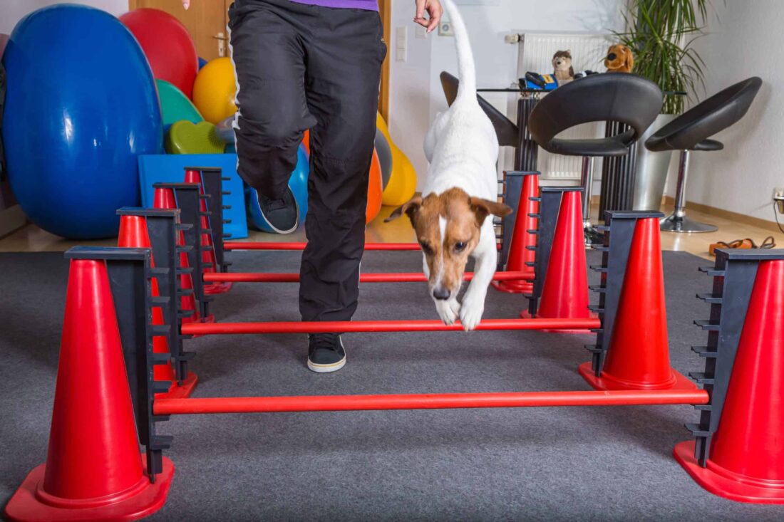 Exploring the Benefits of Dog Exercise Equipment - PetFitness Blog ...