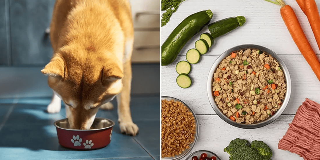 The Ultimate Guide to Essential Foods for Dogs