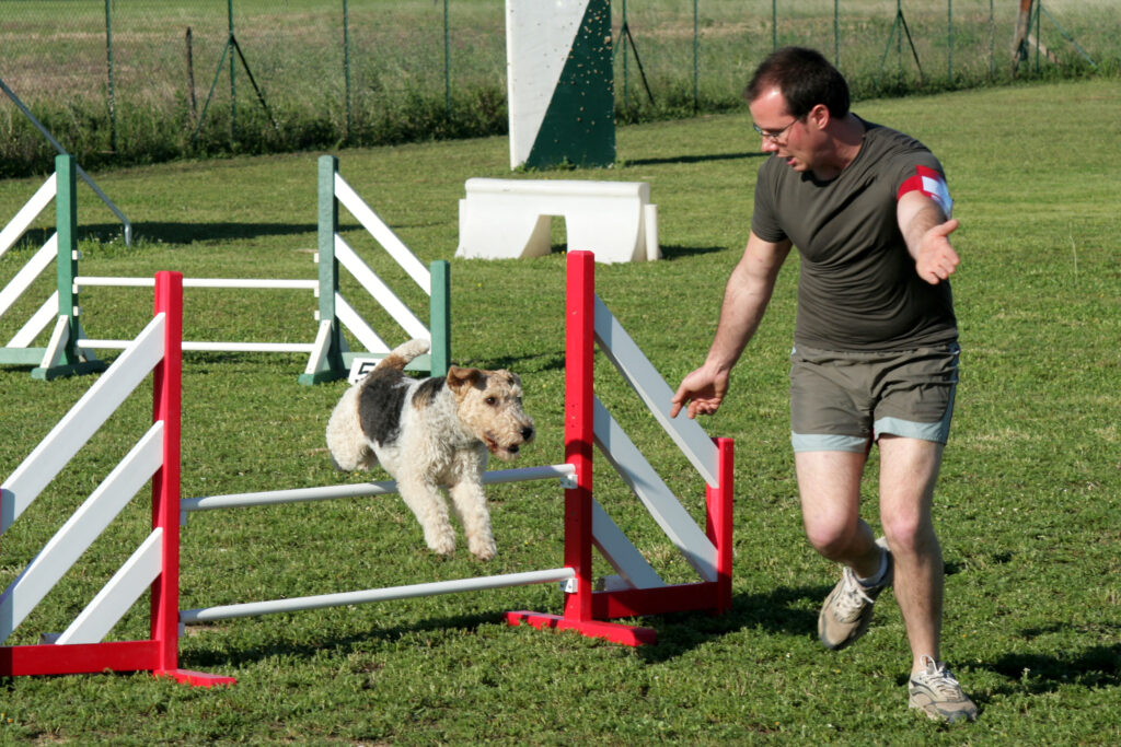The Top Exercise Plan for Dogs